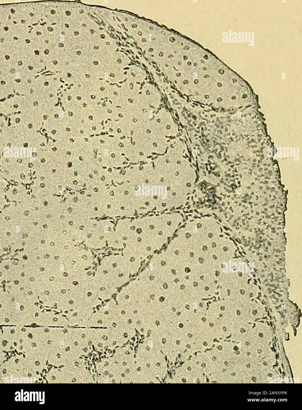 Pathology and treatment of diseases of women . mm