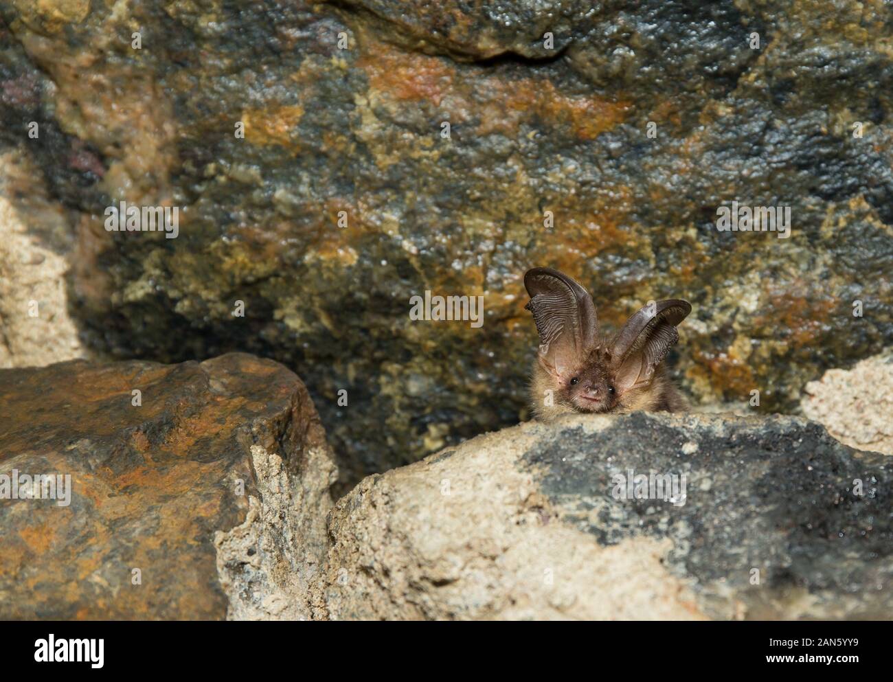 Brown long-eared bat Stock Photo - Alamy
