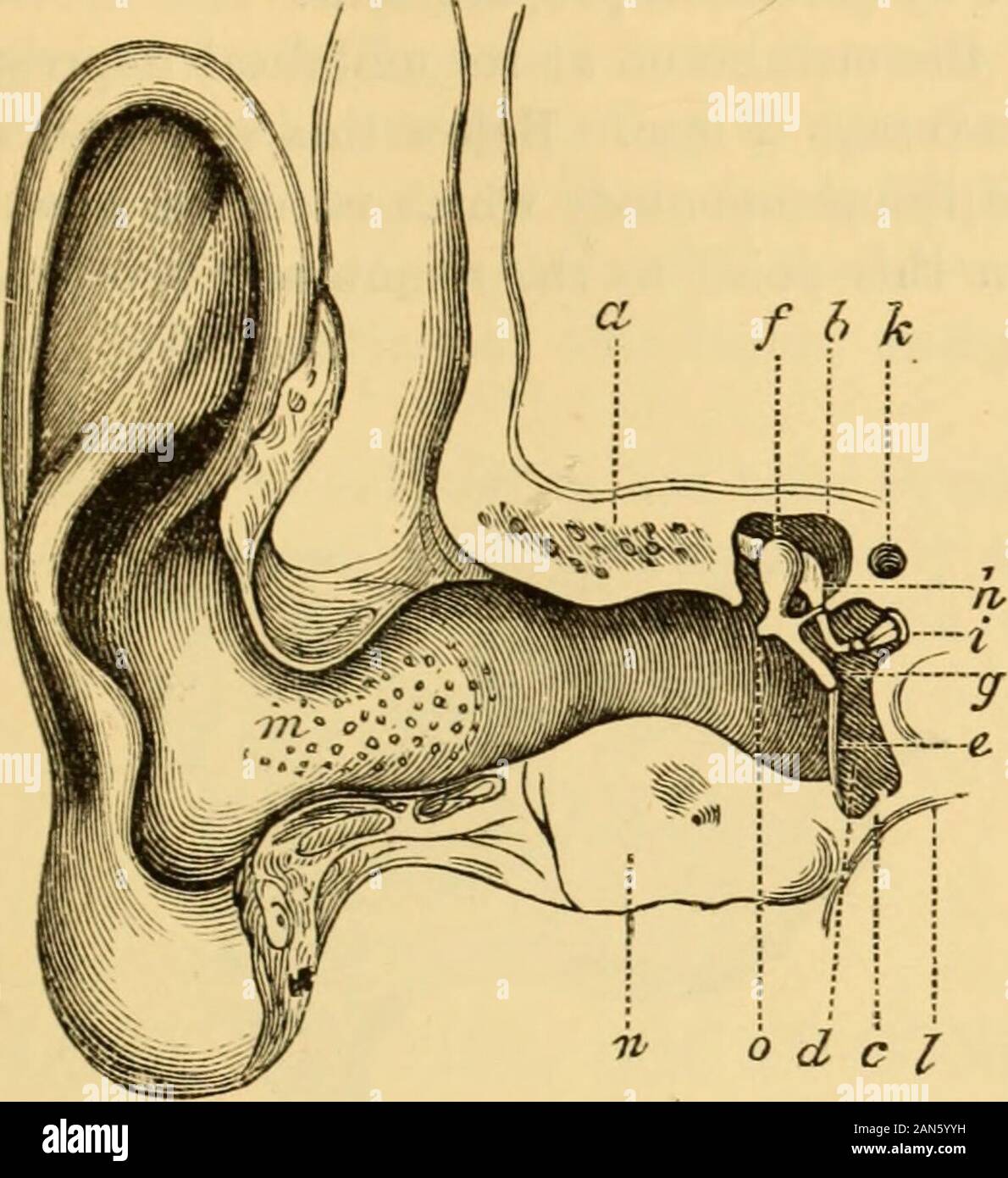 Cavum tympani hi-res stock photography and images - Alamy