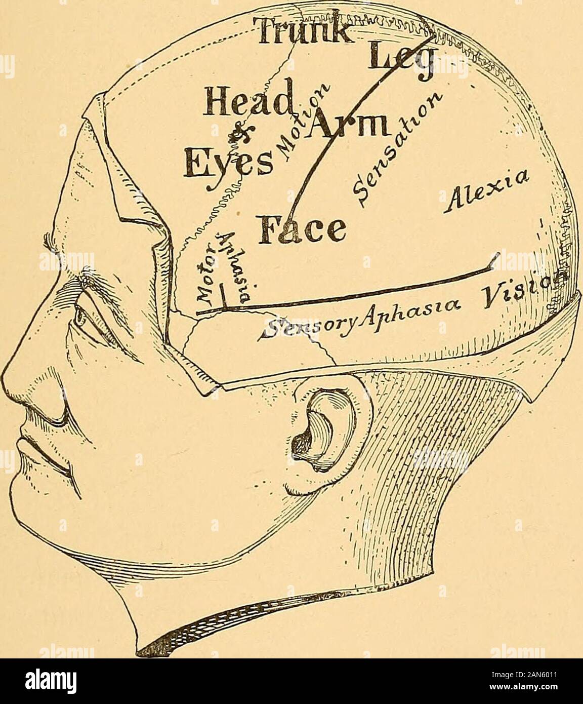 Brain func hi-res stock photography and images - Alamy