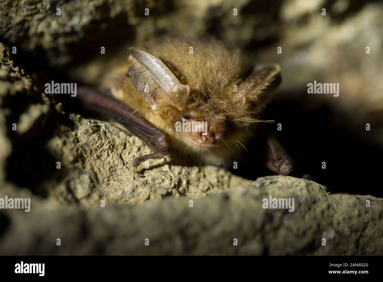 Brown long-eared bat Stock Photo - Alamy