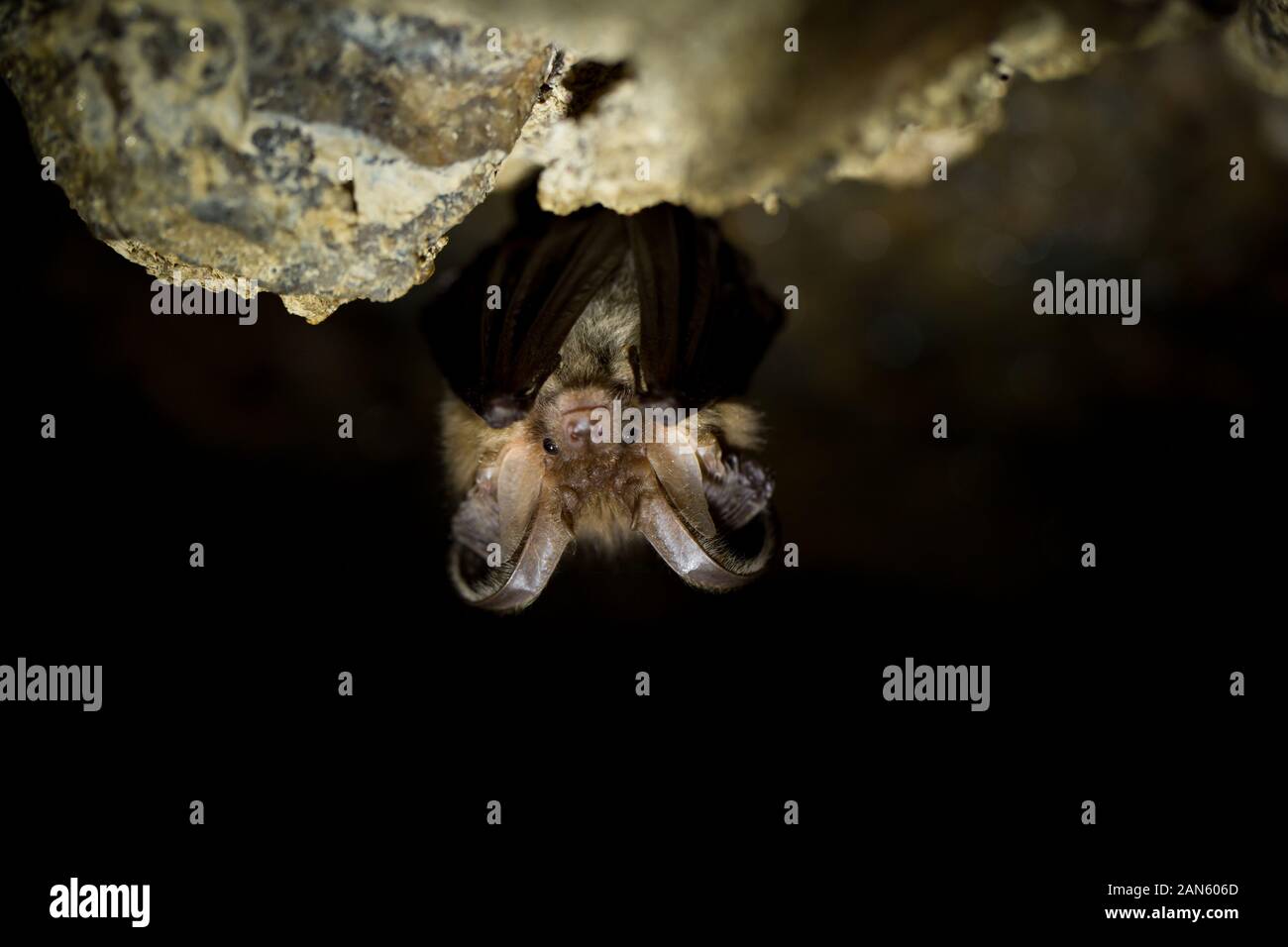 Brown long-eared bat Stock Photo - Alamy