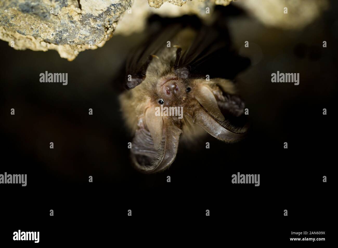 Brown long-eared bat Stock Photo - Alamy