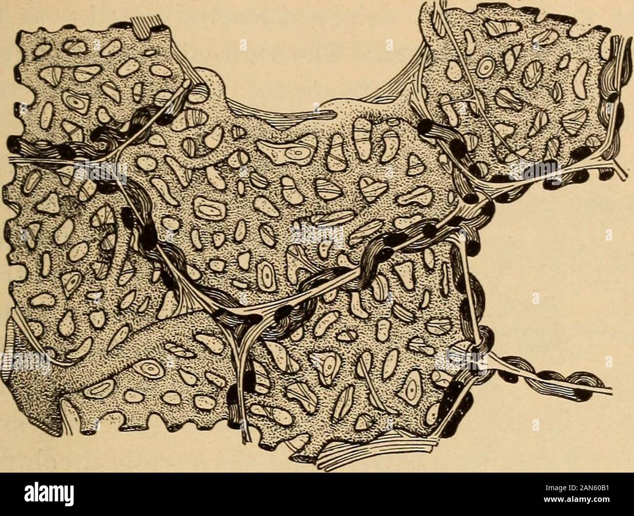 Elastic Connective Tissue