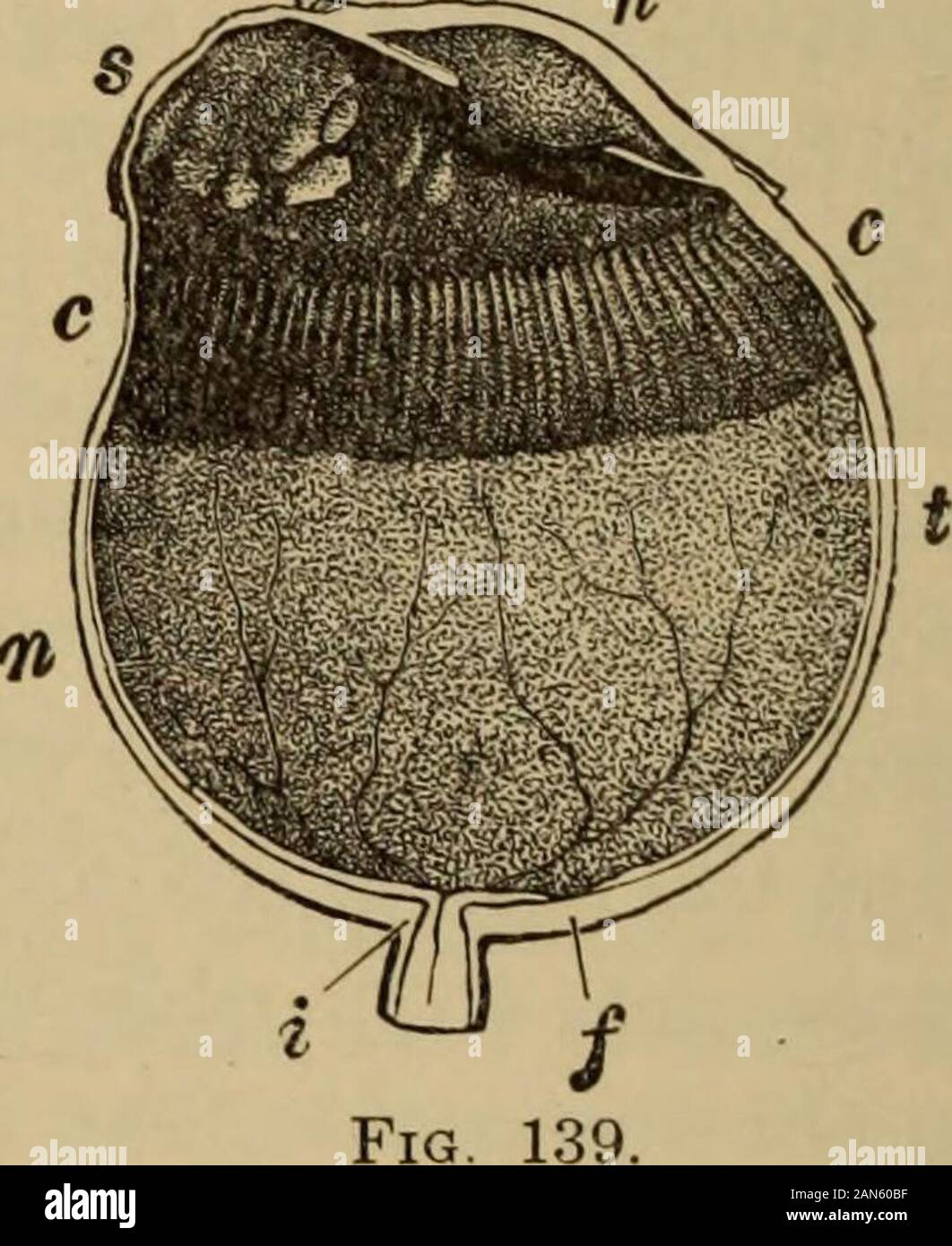 Ciliare hi-res stock photography and images - Alamy