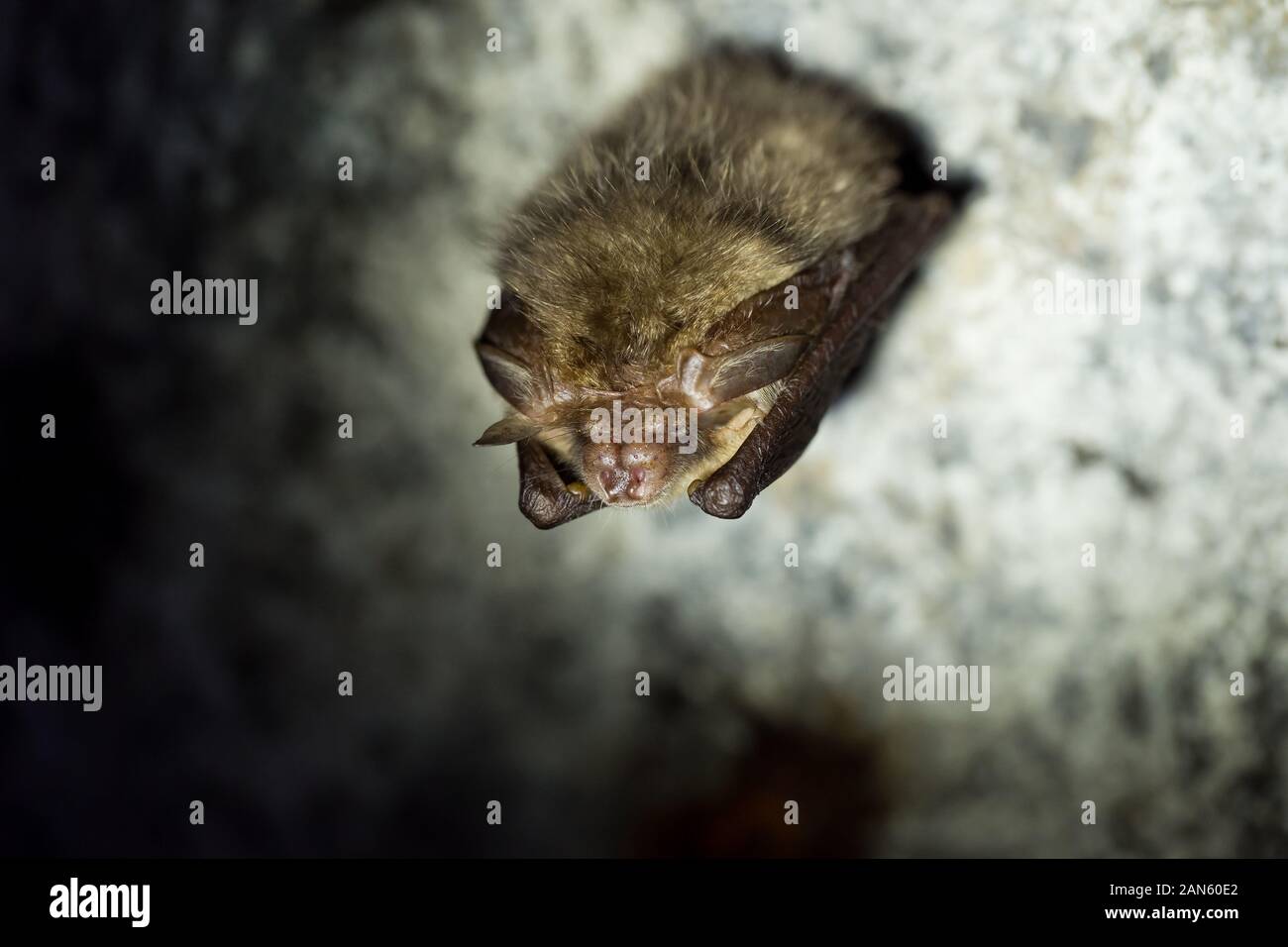 Brown long-eared bat roosting Stock Photo - Alamy