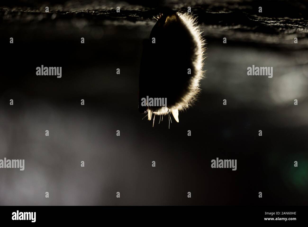 Brown long-eared bat roosting Stock Photo - Alamy