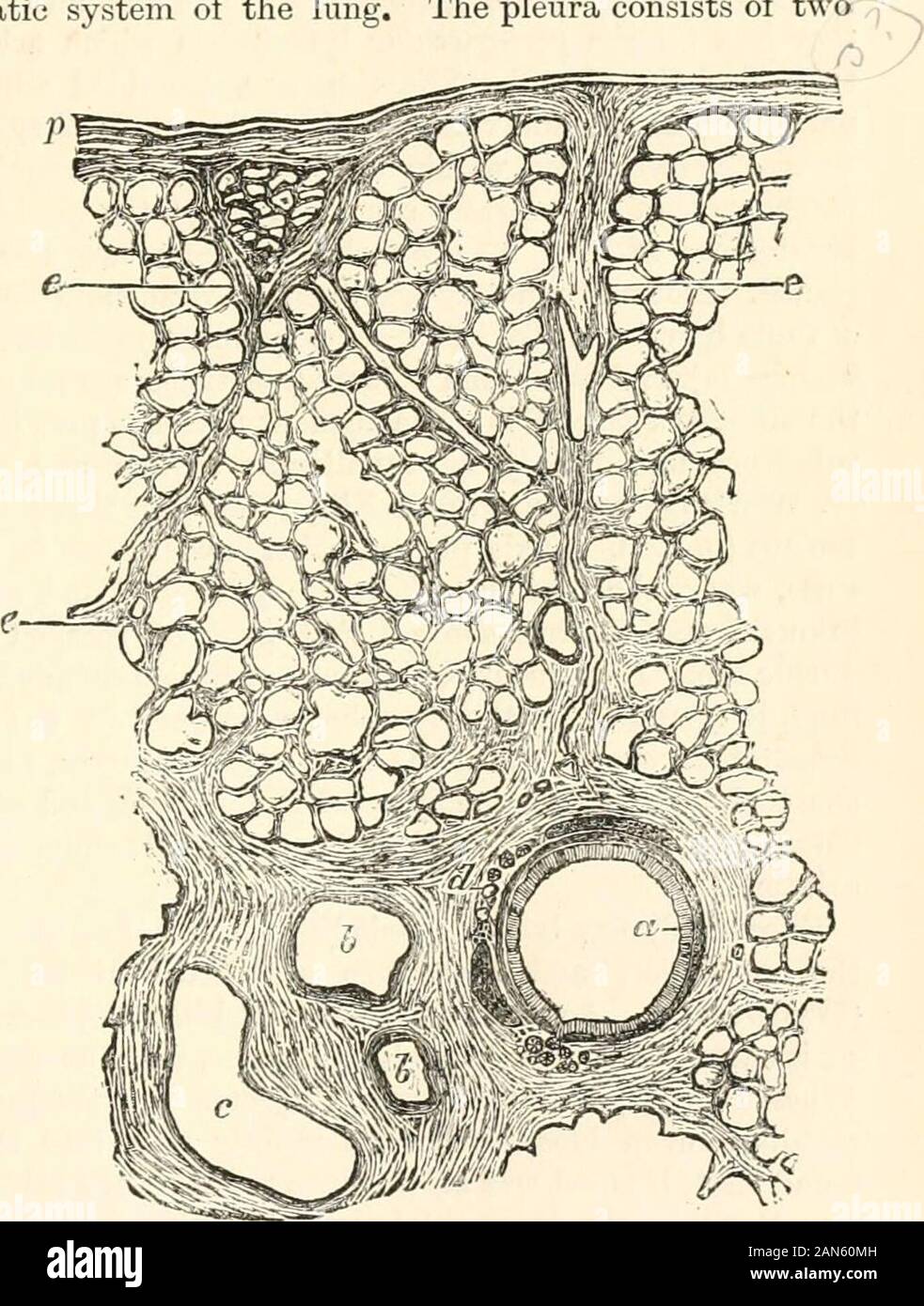Human lung anatomy and histology hi-res stock photography and images ...