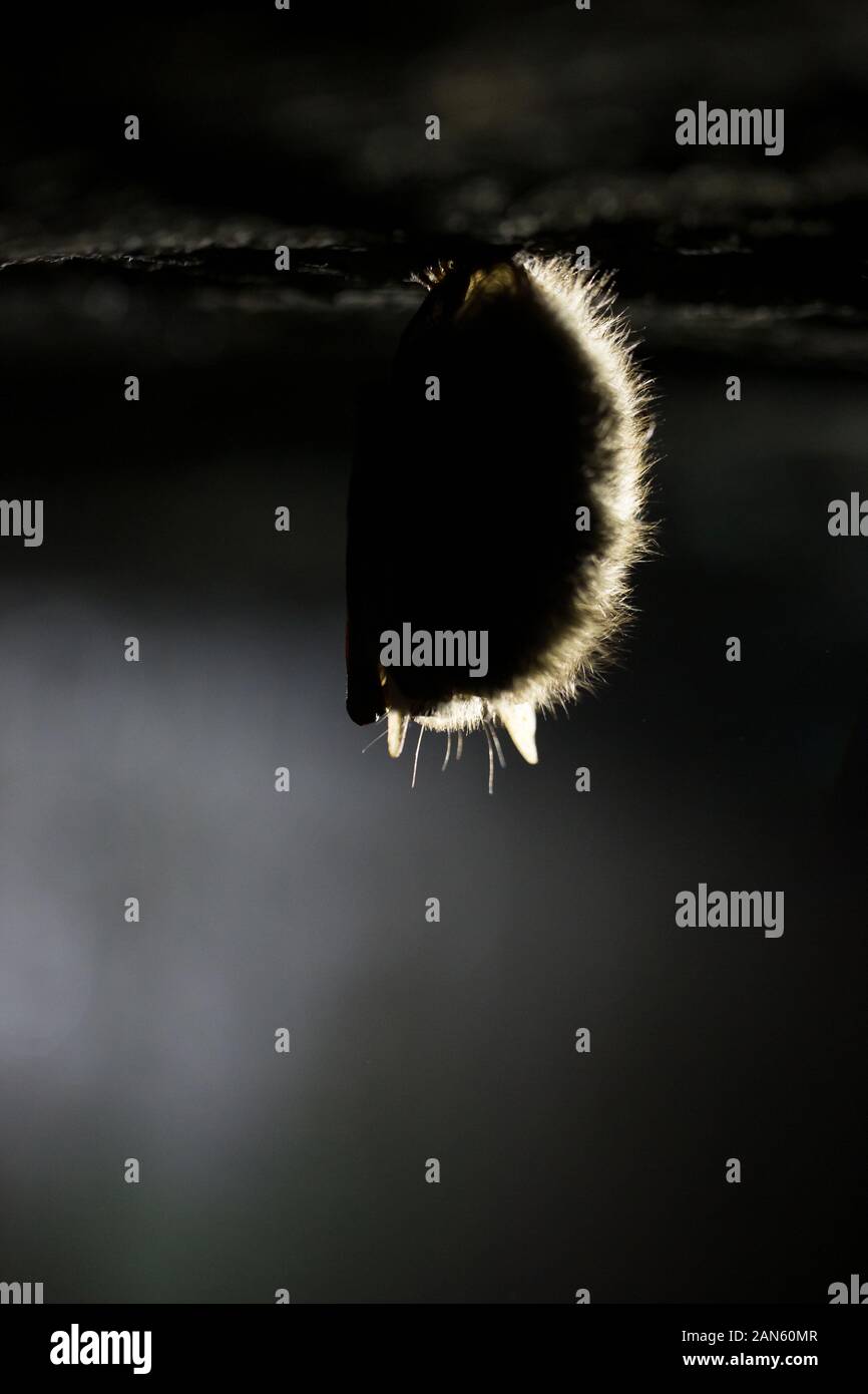 Brown long-eared bat roosting Stock Photo - Alamy