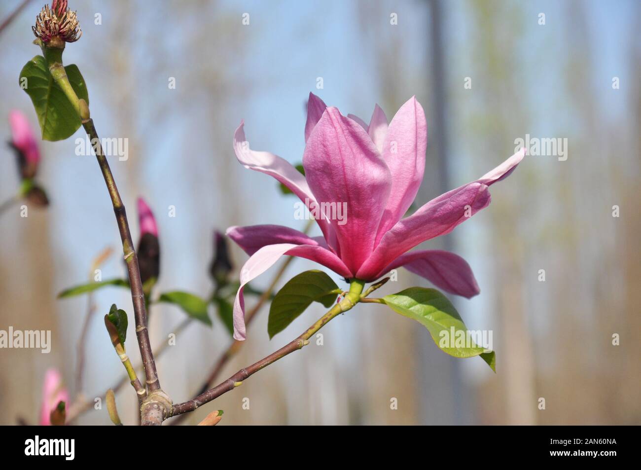 Magnolia susan hi-res stock photography and images - Alamy