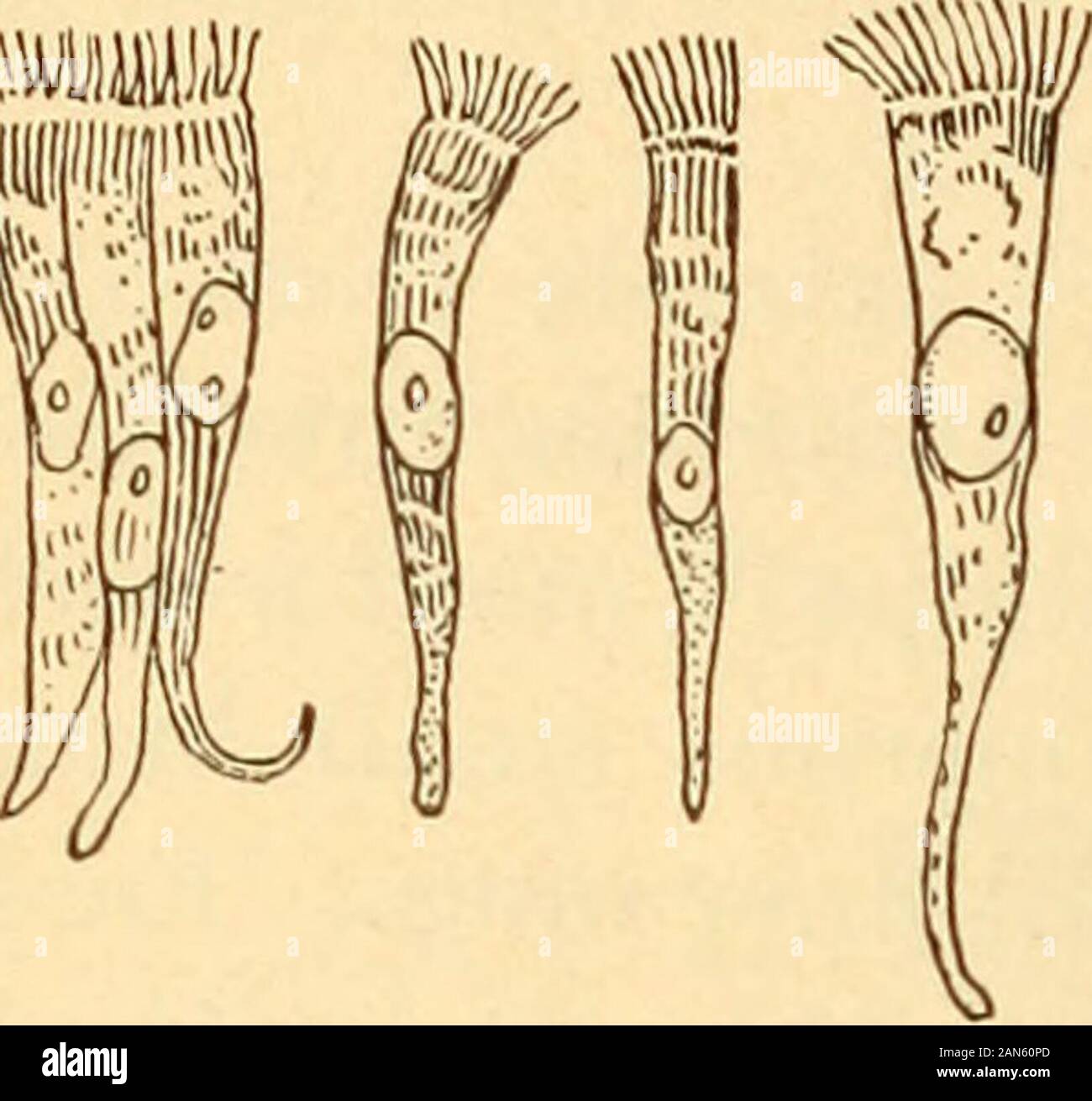 Anatomy, physiology and hygiene for high schools . Lung infundibula. 1 ...