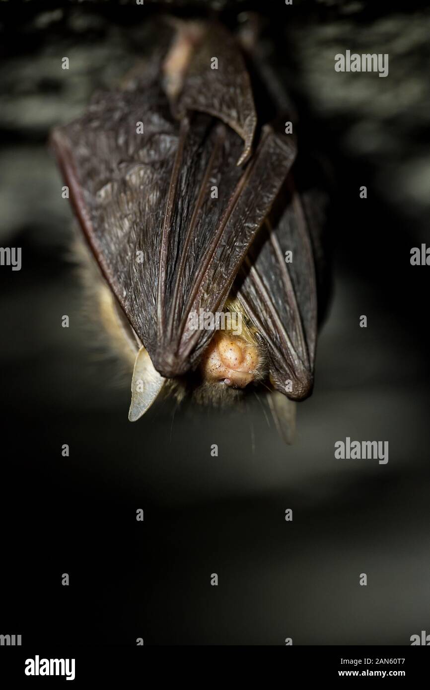 Brown long-eared bat roosting Stock Photo - Alamy