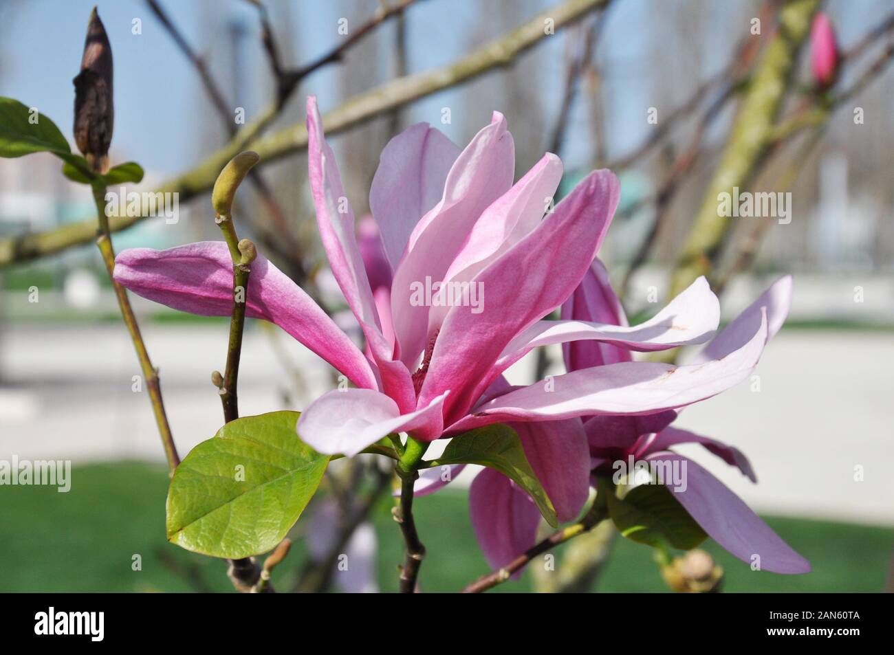 Magnolia susan hi-res stock photography and images - Alamy
