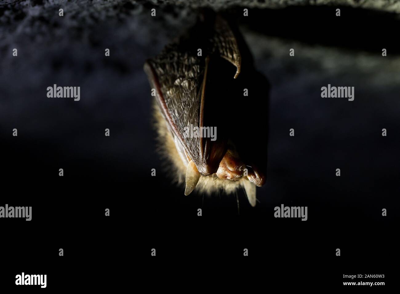 Brown long-eared bat roosting Stock Photo - Alamy