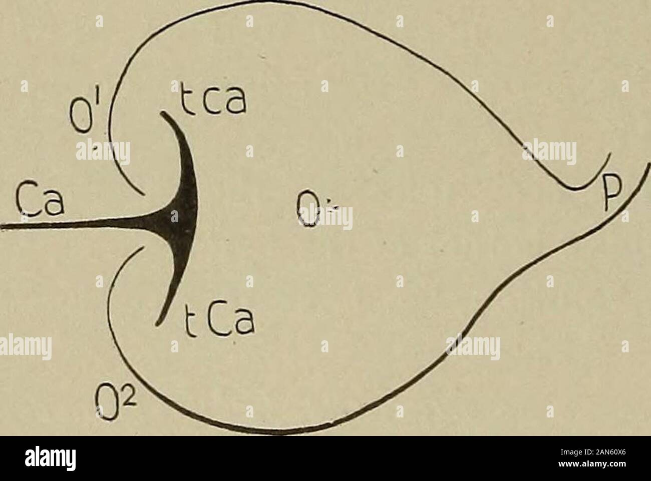 Lobe shaped arch hi-res stock photography and images - Alamy