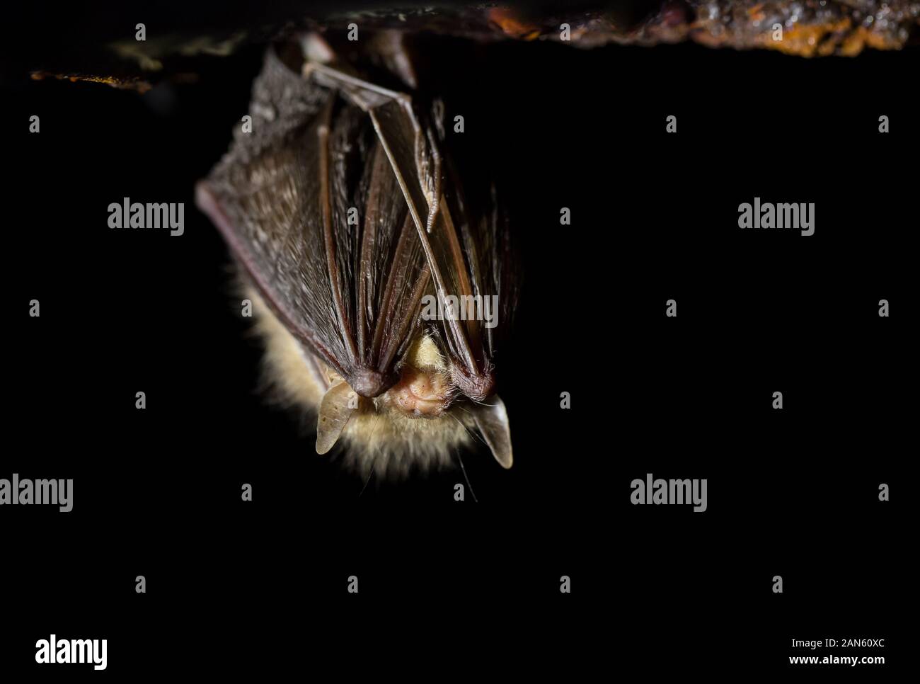 Brown long-eared bat roosting Stock Photo - Alamy