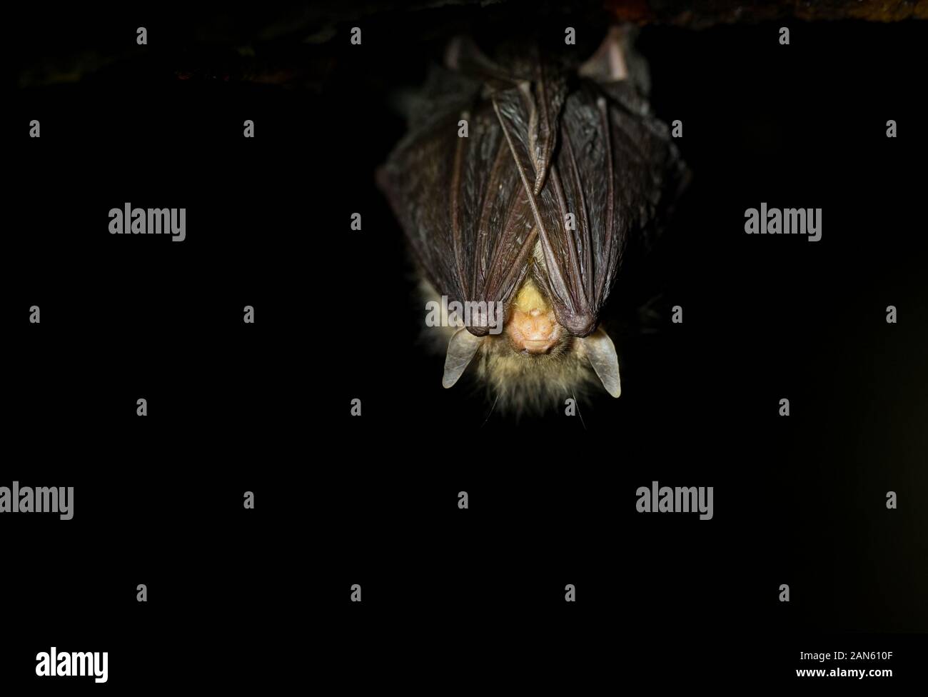 Brown long-eared bat roosting Stock Photo - Alamy