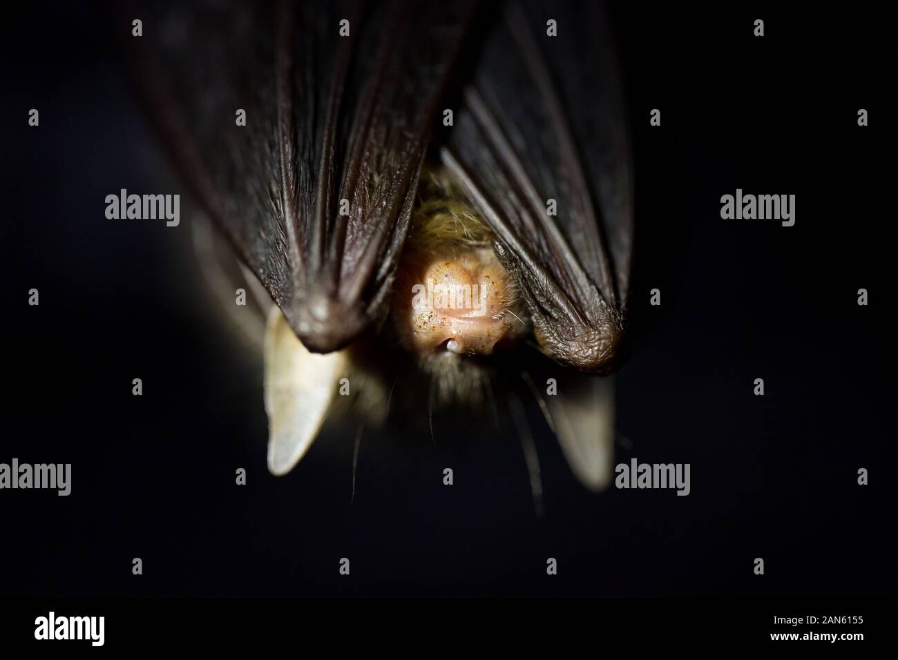 Brown long-eared bat roosting Stock Photo - Alamy
