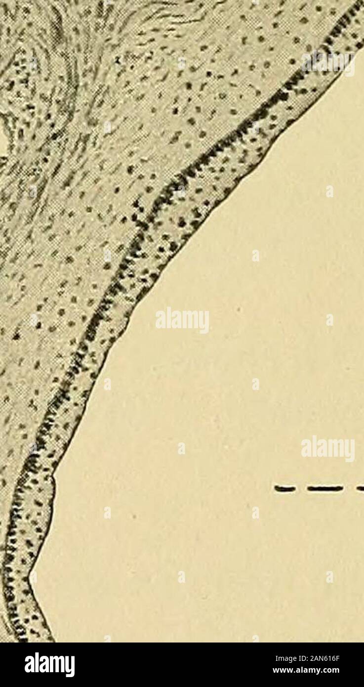 Homog hi-res stock photography and images - Alamy