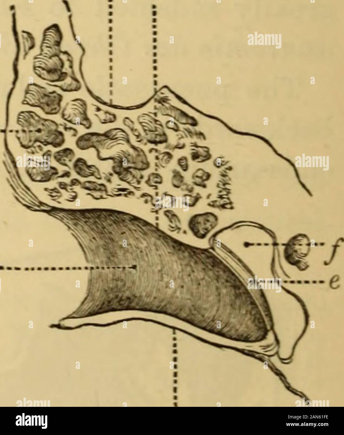A text-book of the diseases of the ear and adjacent organs . (/-. Fig ...