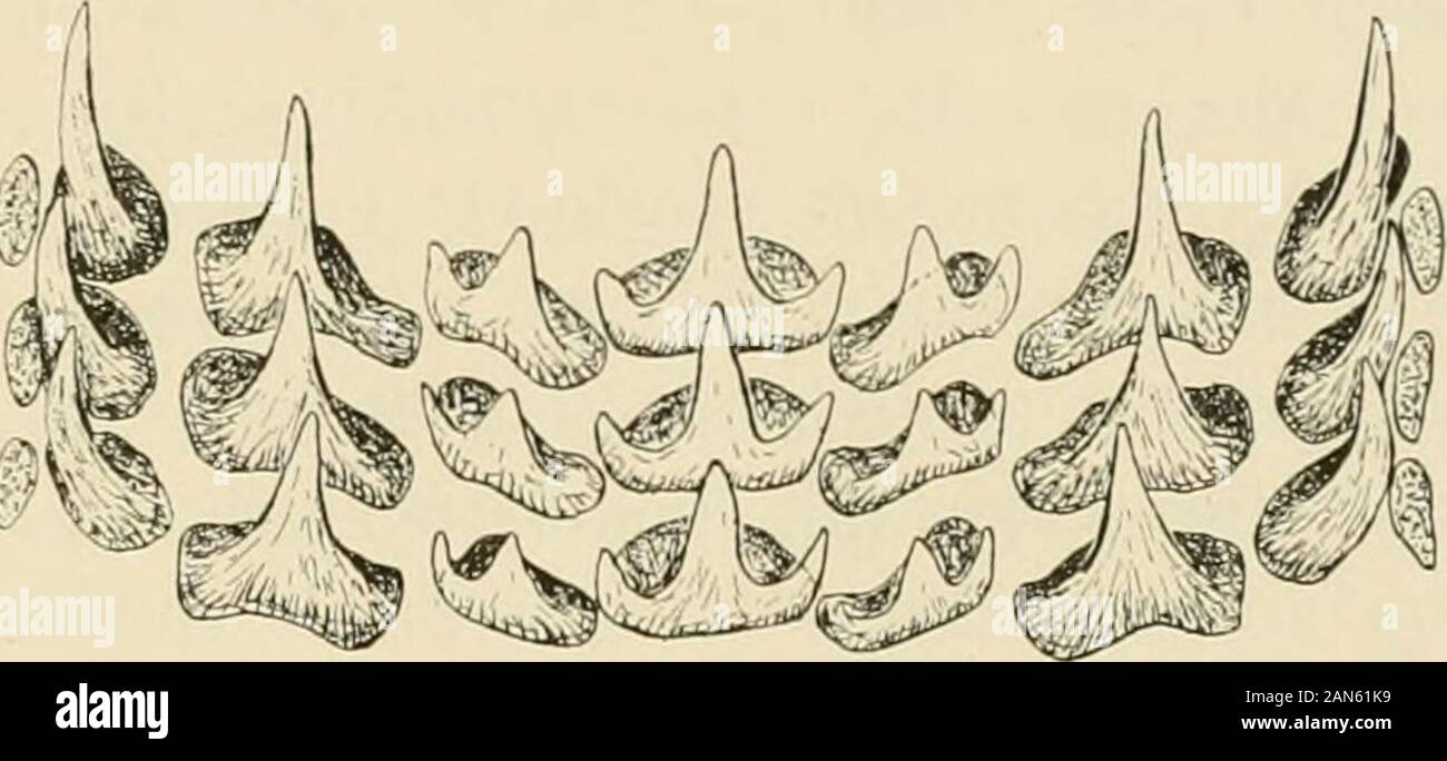 The anatomy of the common squid, Loligo pealii, Lesueur . l ends of the ...