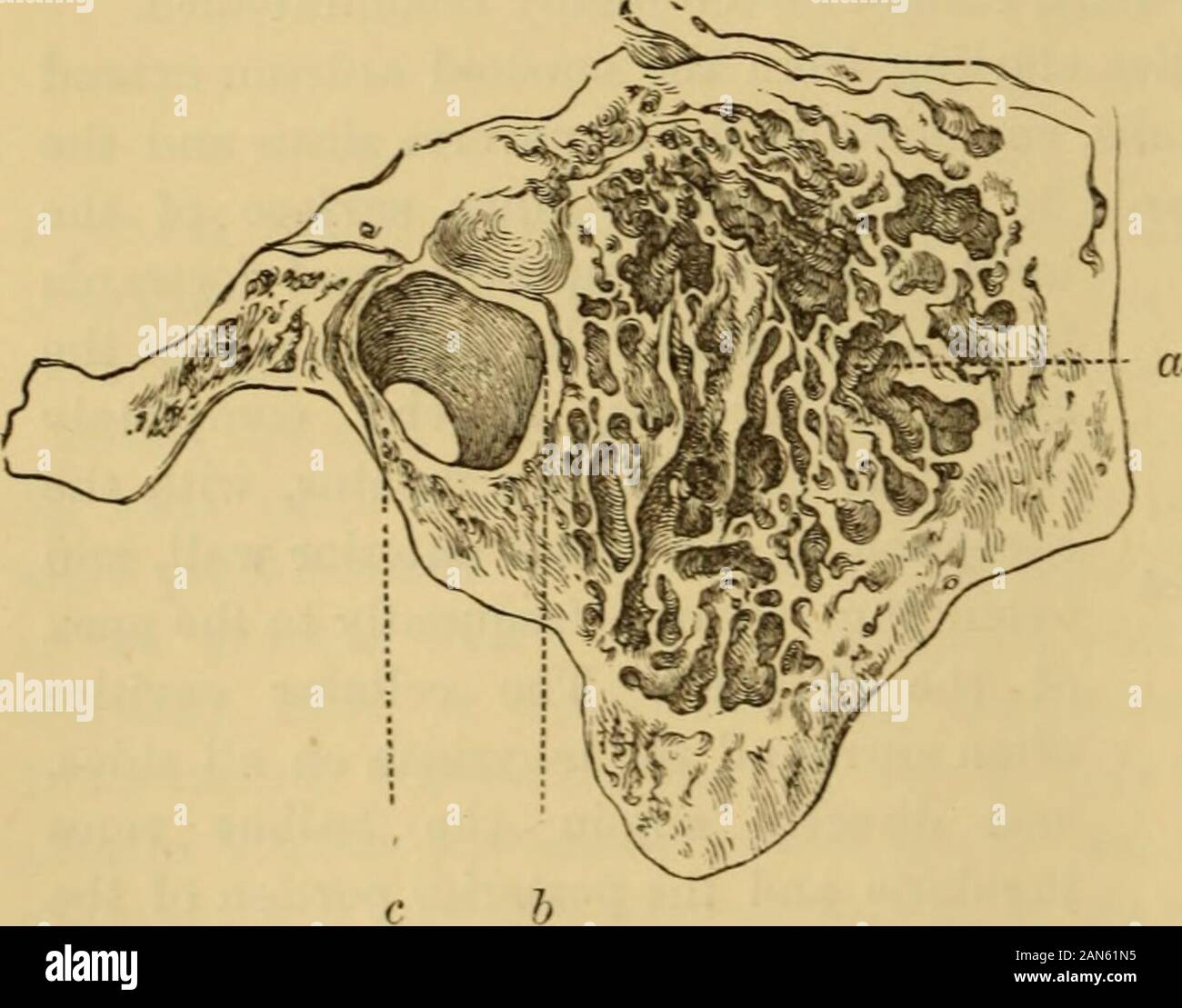 A text-book of the diseases of the ear and adjacent organs . Fig. 40 ...