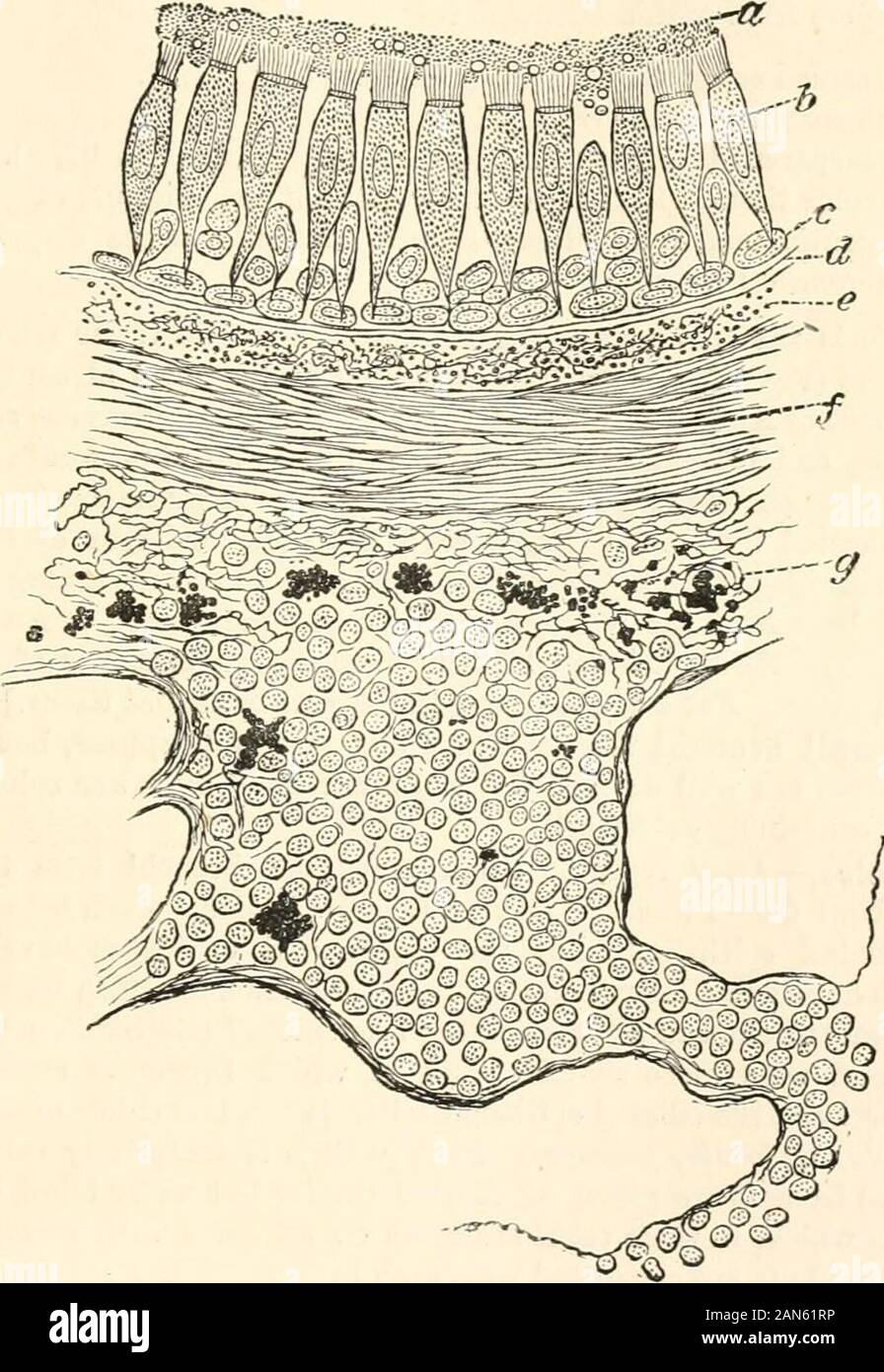 Histology trachea hi-res stock photography and images - Alamy