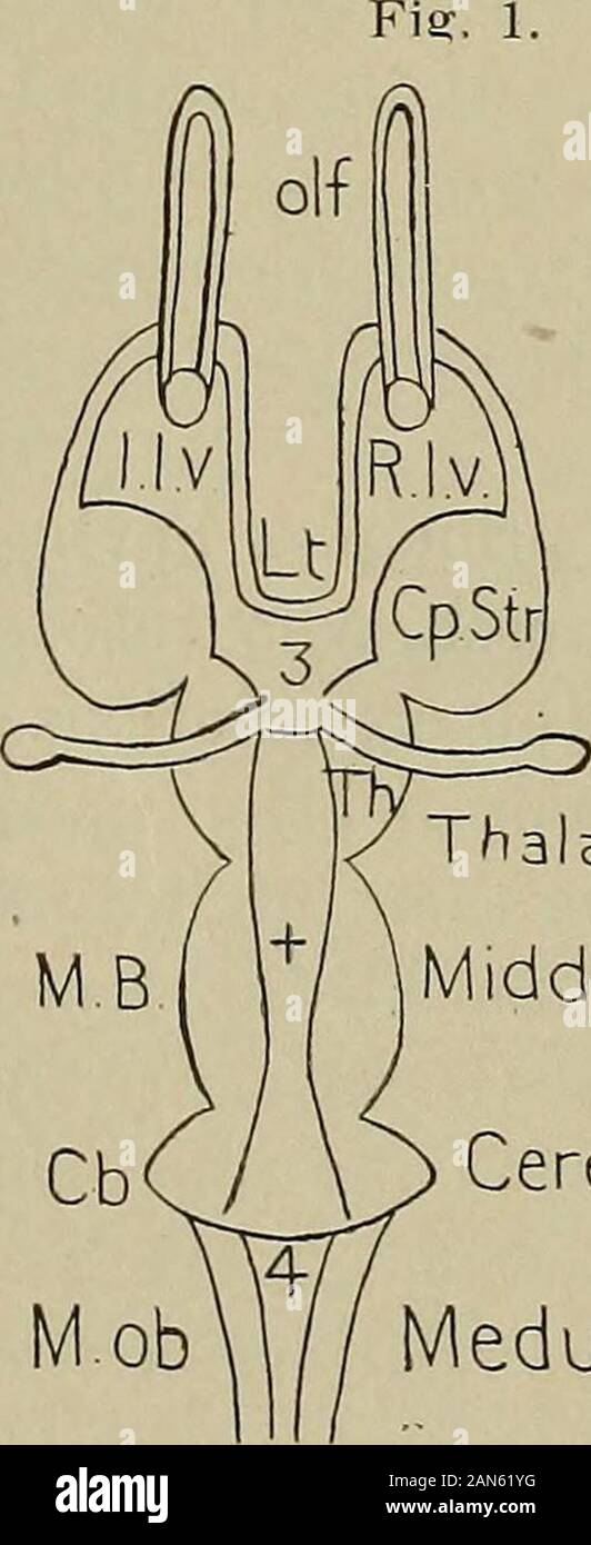 Journal of the Academy of Natural Sciences of Philadelphia . of two ...
