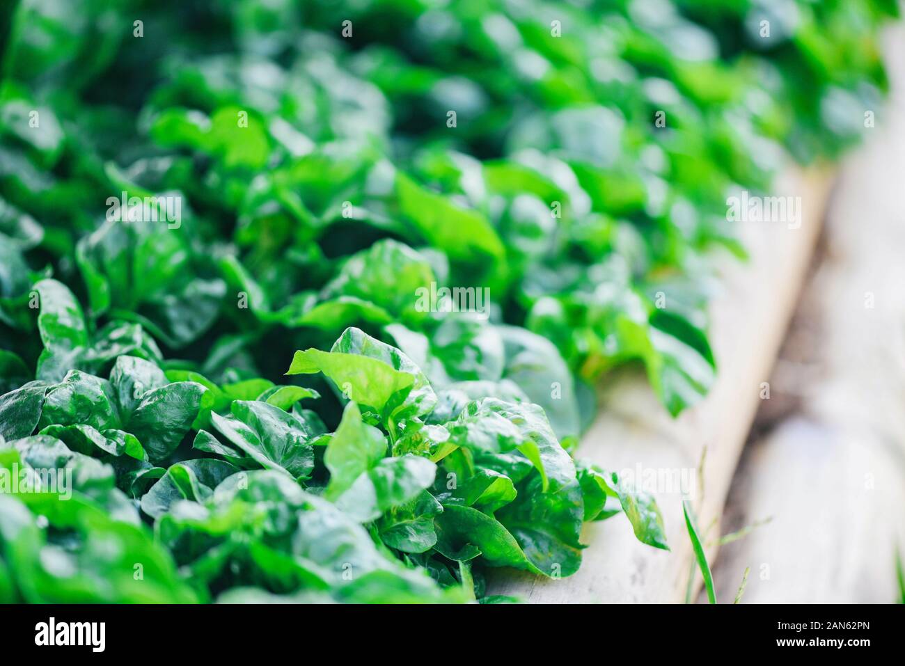 Watercress growing in the vegetable garden plant green leaf texture ...