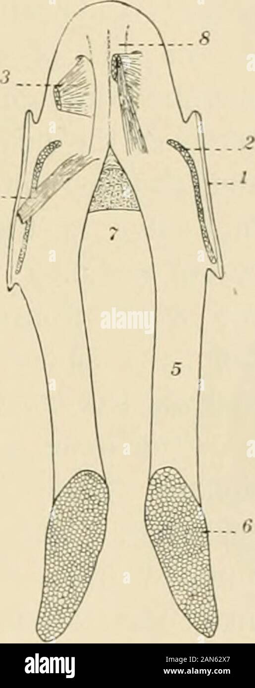 The anatomy of the common squid, Loligo pealii, Lesueur . dunite, thus ...