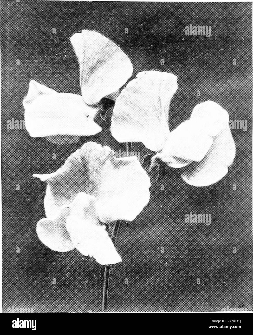 Sybil gordon hi-res stock photography and images - Alamy