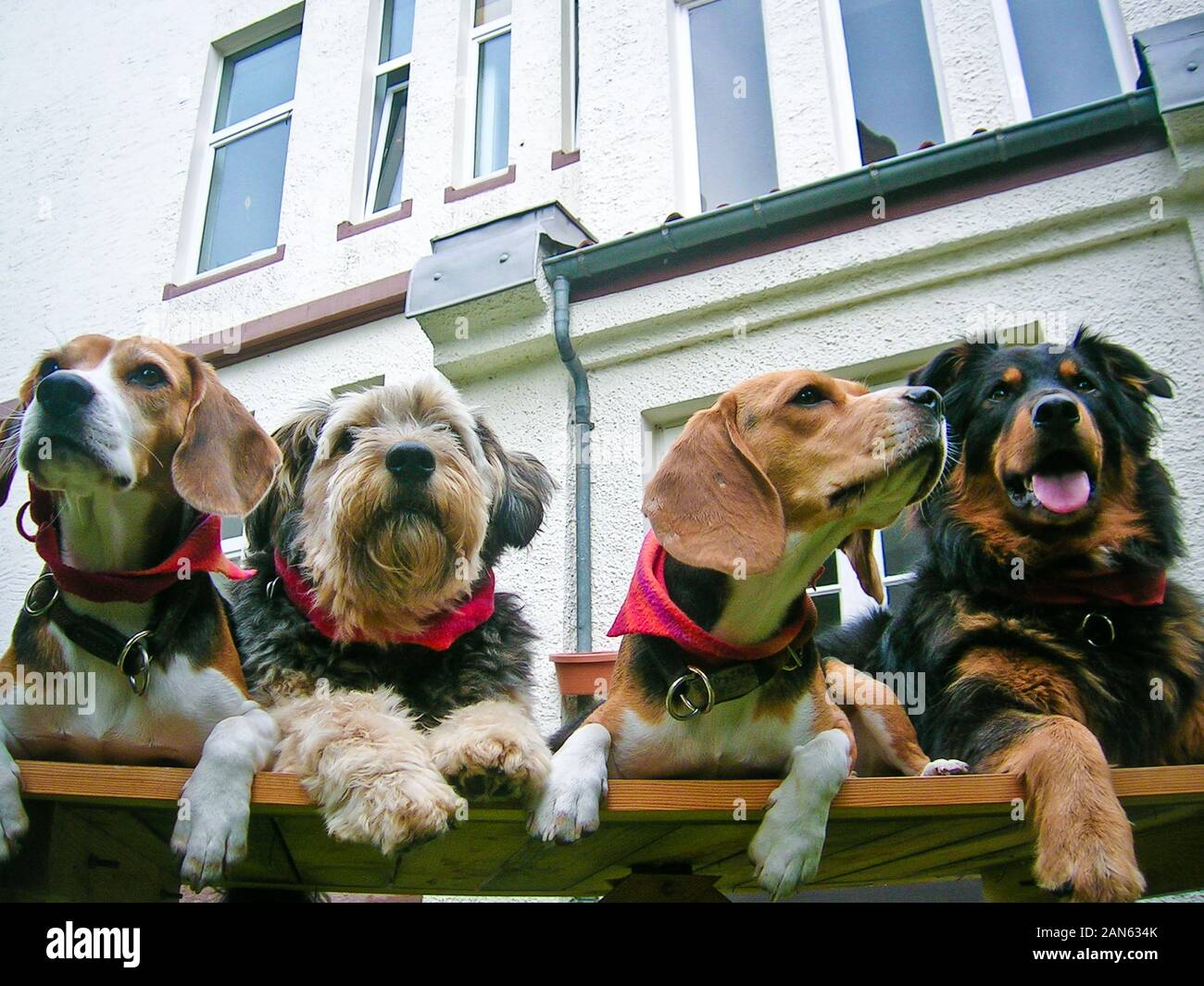 Gentle dogs hi-res stock photography and images - Alamy