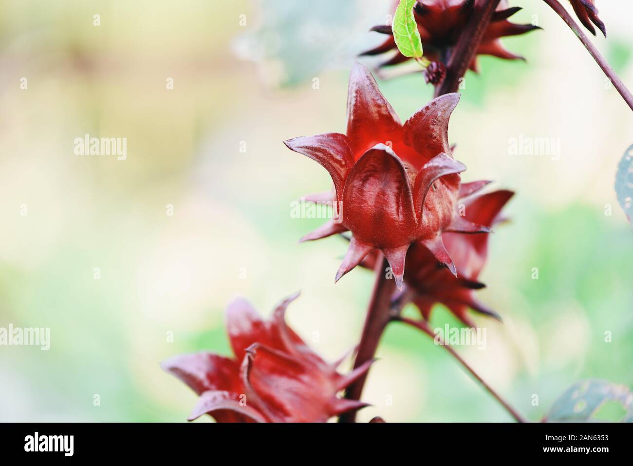 Red roselle for health drink natural herbs , Hibiscus sabdariffa ...