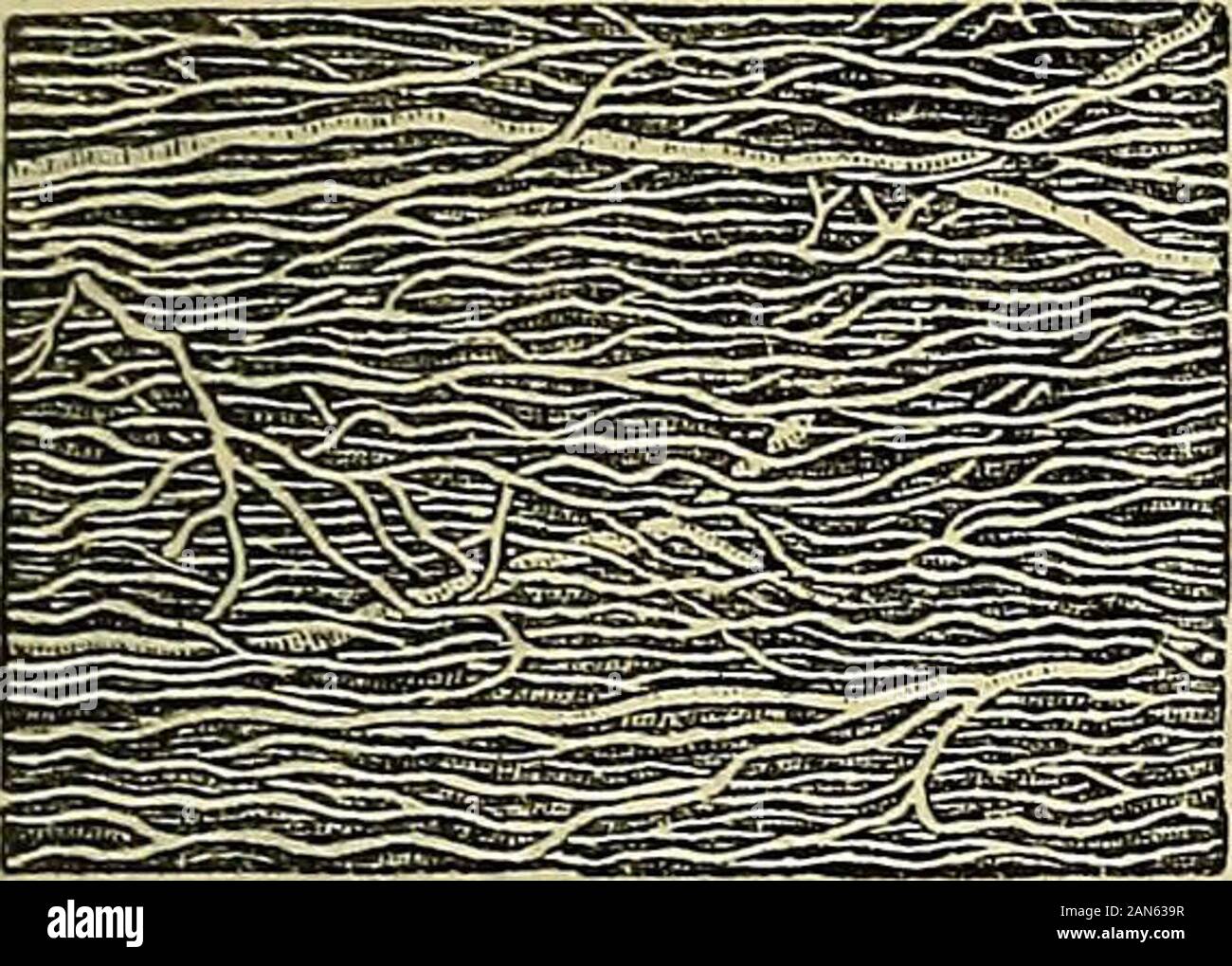 Carpenter's principles of human physiology . Distribution of ...