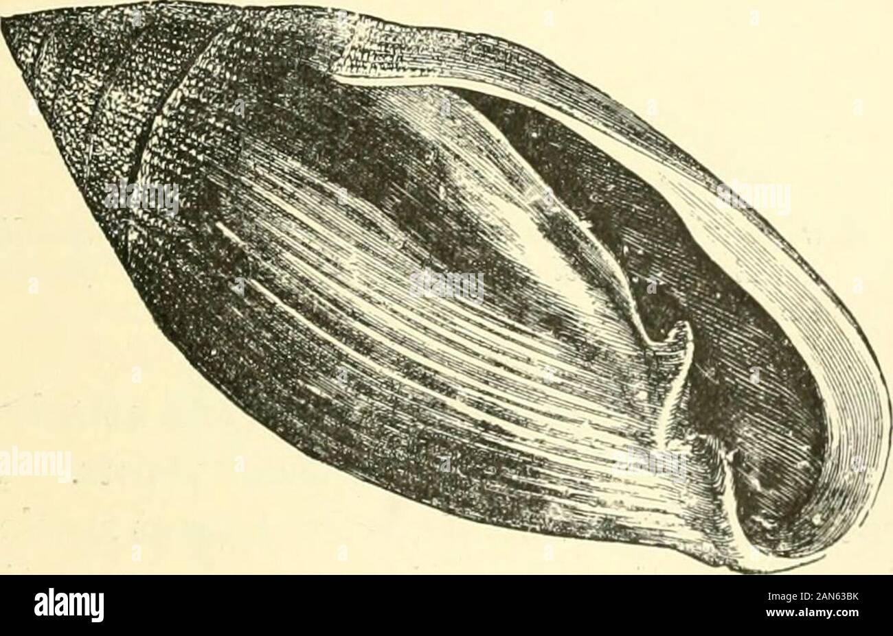 The royal natural history . Pythia scarabceus (nat. size].. EARLET ...