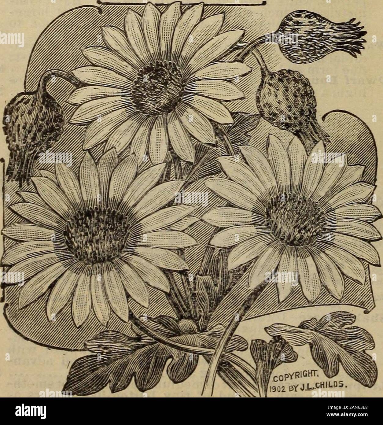 Cruciform flower hi-res stock photography and images - Alamy