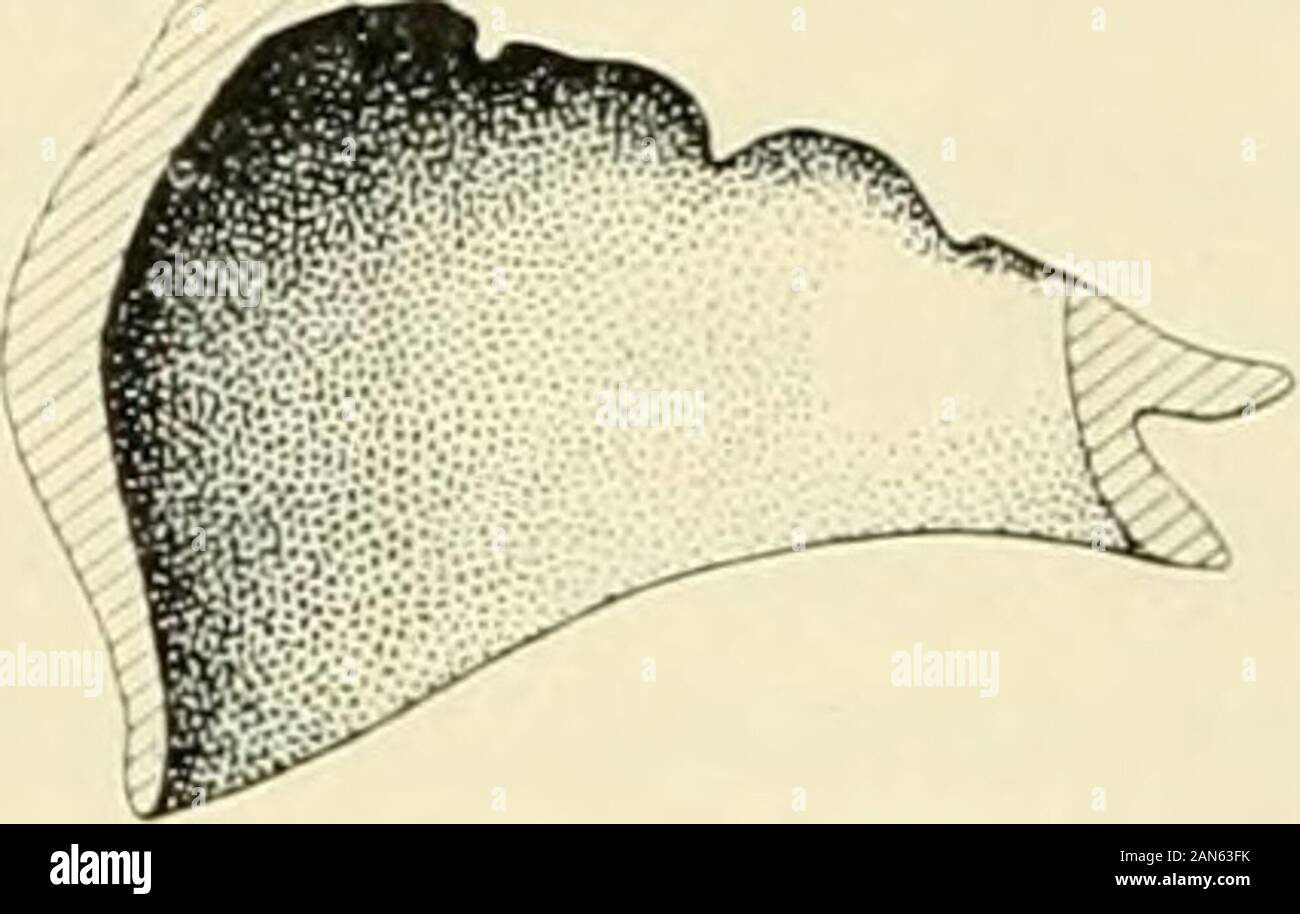 Common squid anatomy hi-res stock photography and images - Alamy