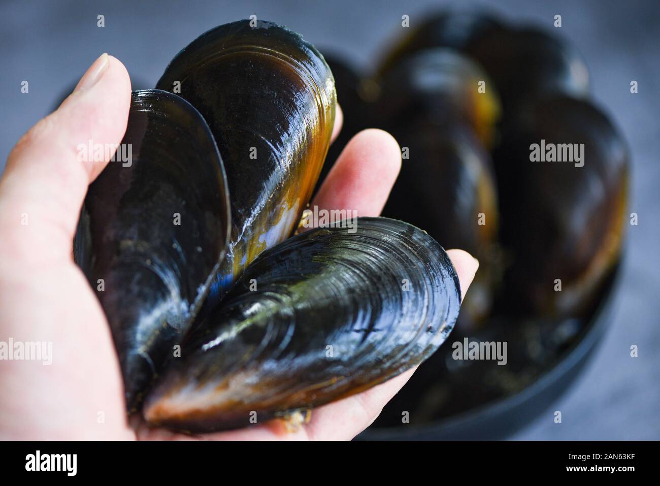 Raw Mussels on hand / Fresh seafood shellfish on ice in the restaurant ...