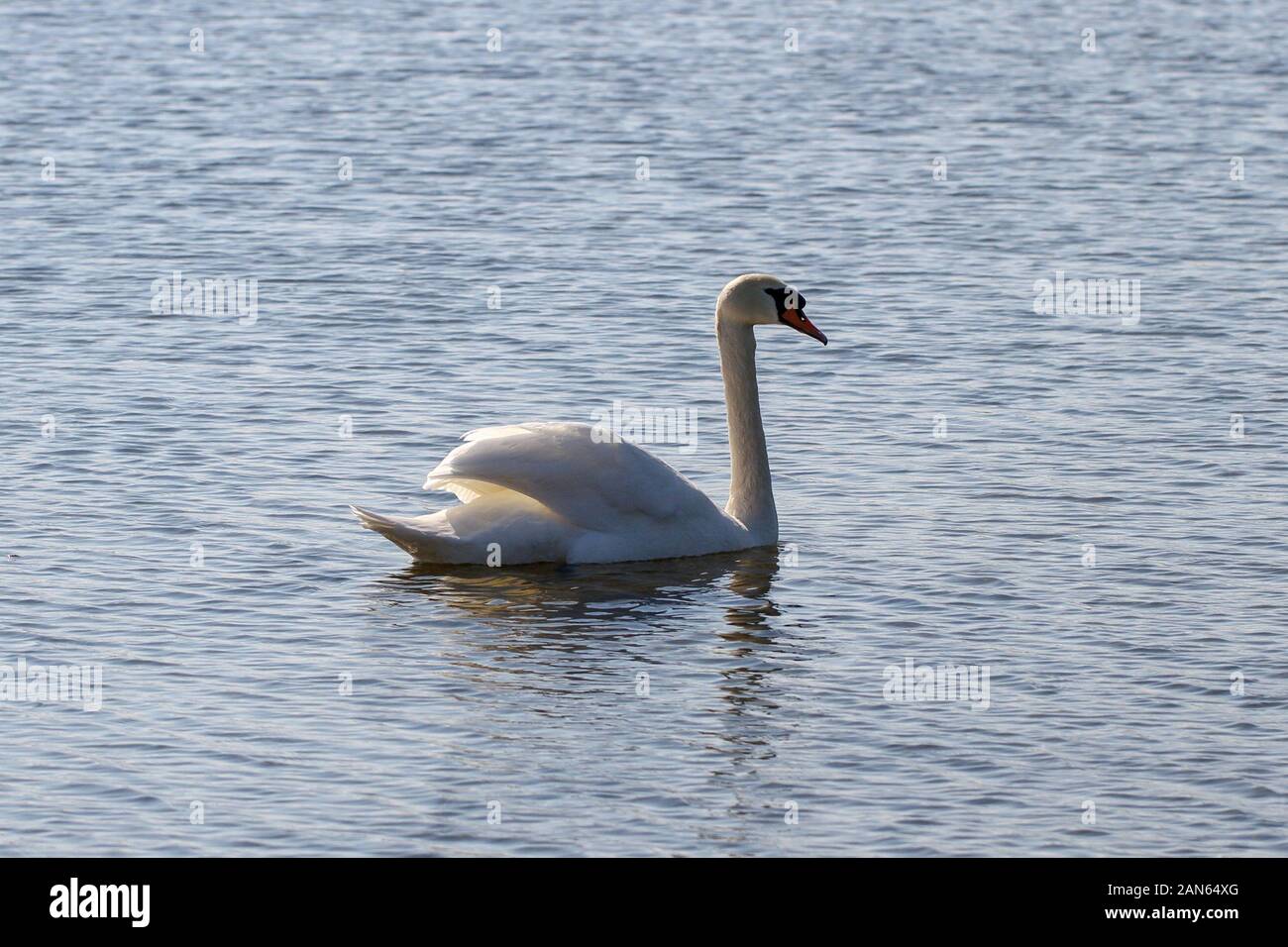 Surface of blue water with one swan Stock Photo - Alamy