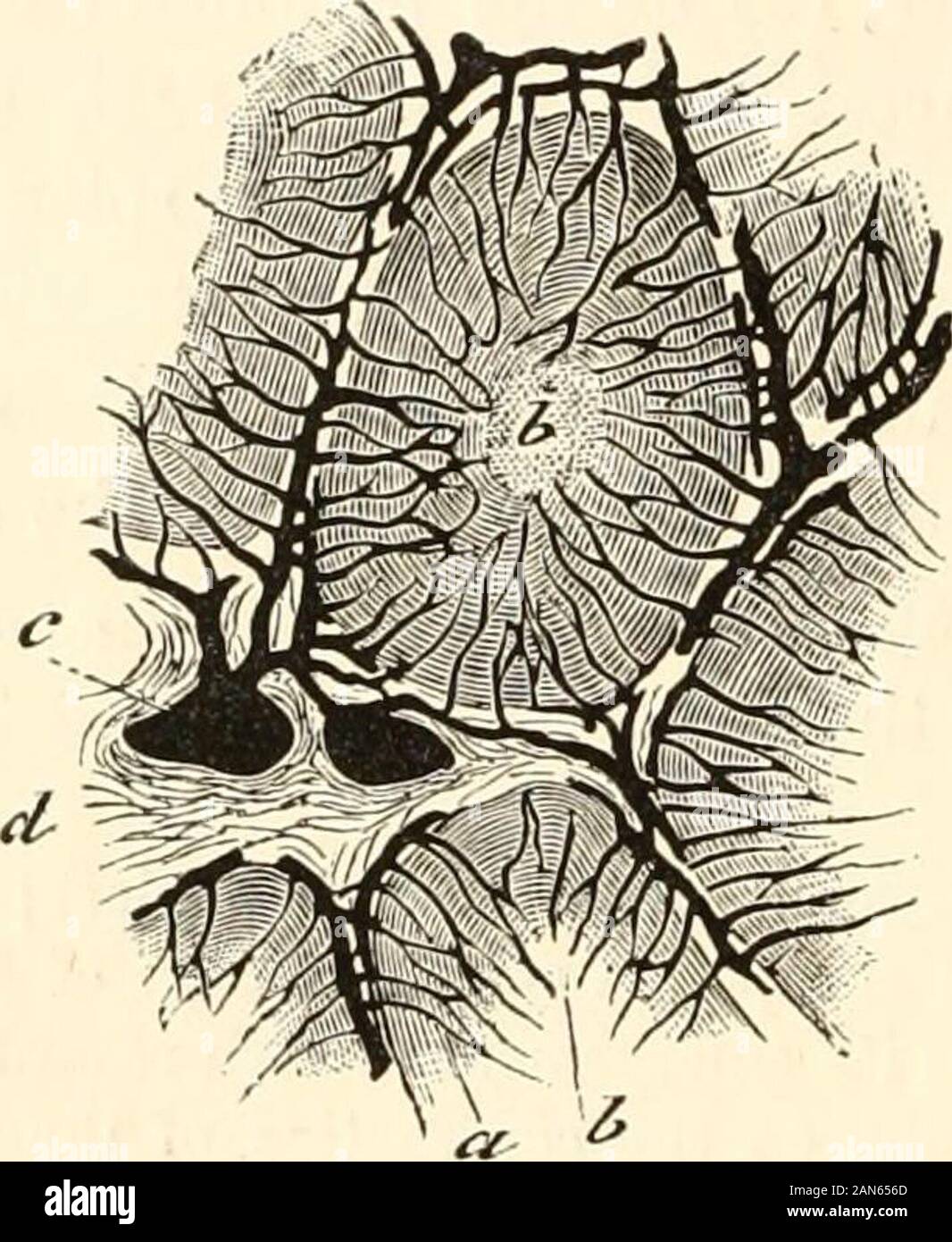 Thymus Histology Drawing