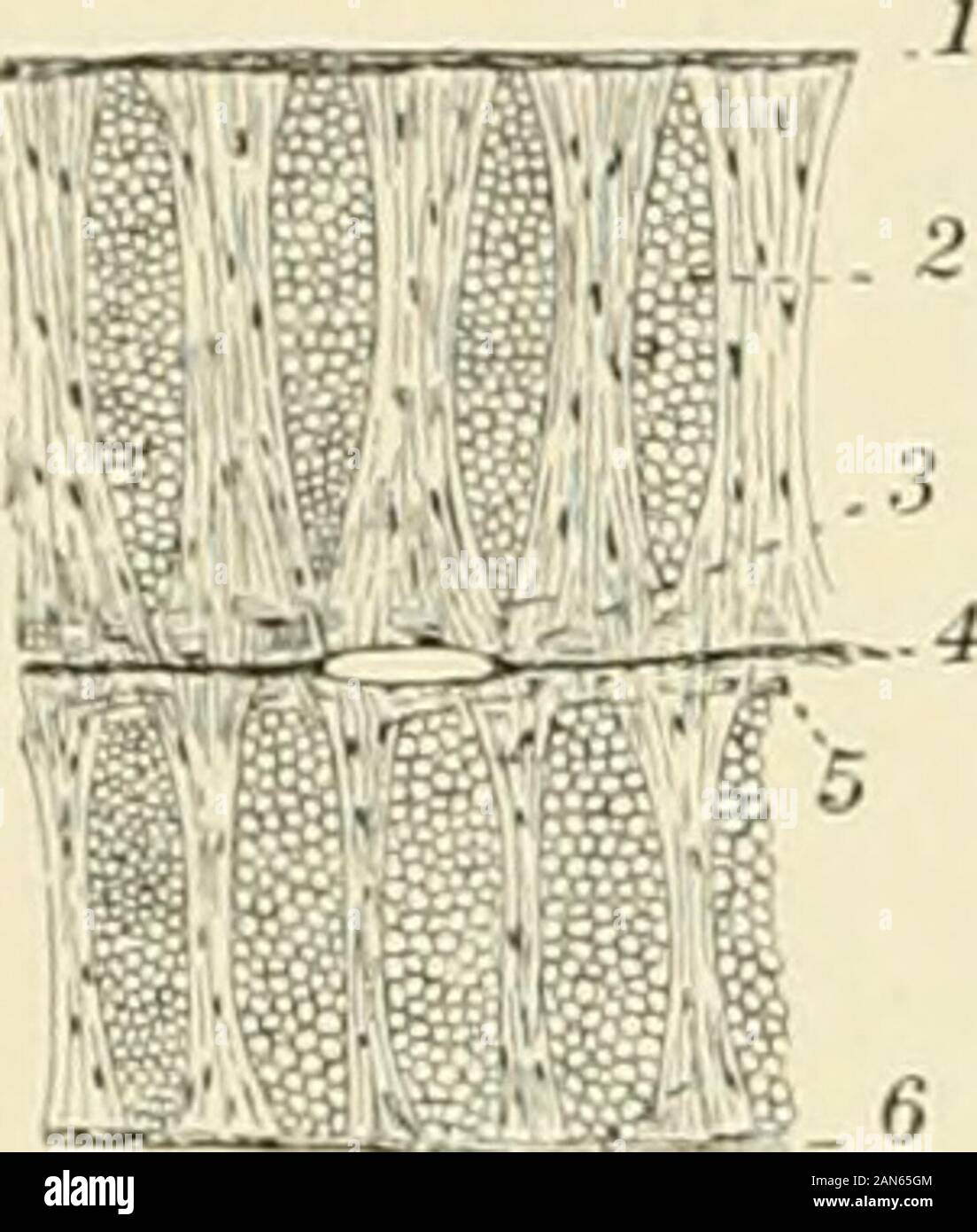 Common squid anatomy hi-res stock photography and images - Alamy