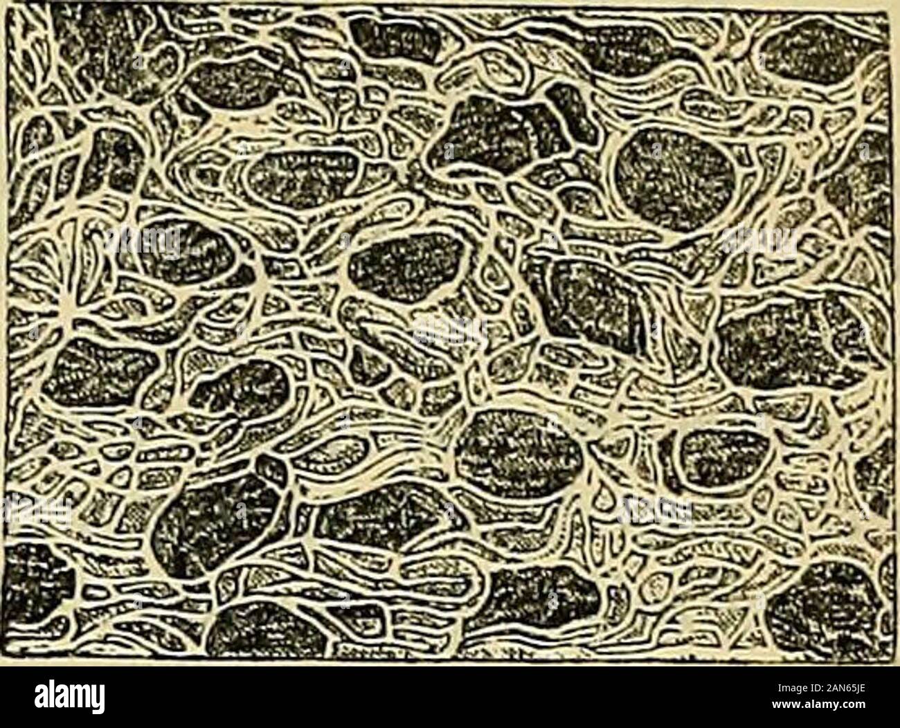 Carpenter's principles of human physiology . Distribution of ...