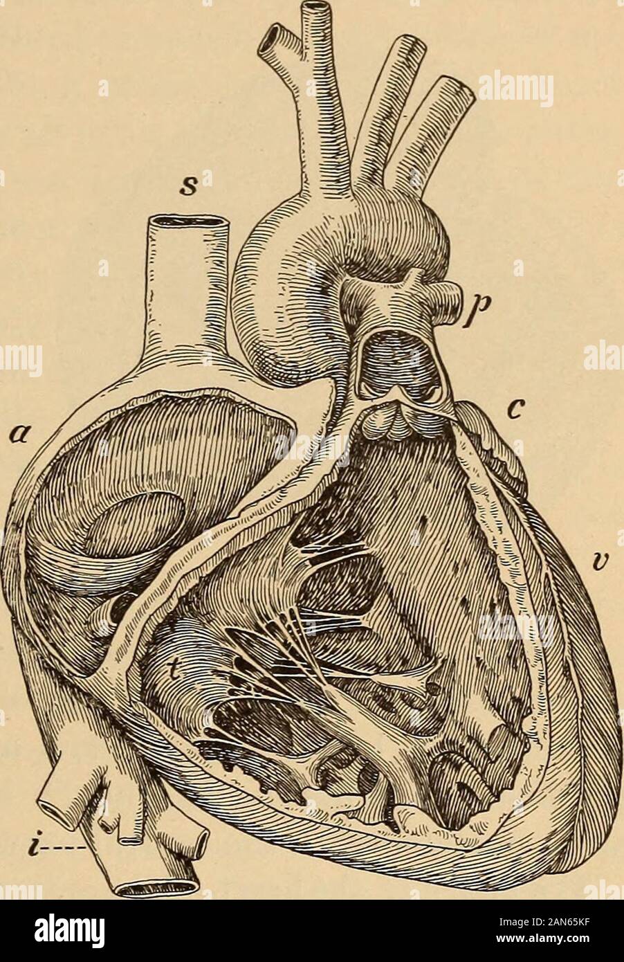 Anatomy, physiology and hygiene for high schools . a partition or ...