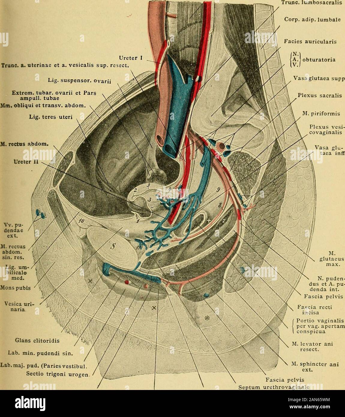 Urogenitals hi-res stock photography and images - Alamy
