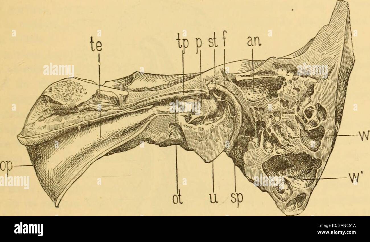 A text-book of the diseases of the ear and adjacent organs . here the ...