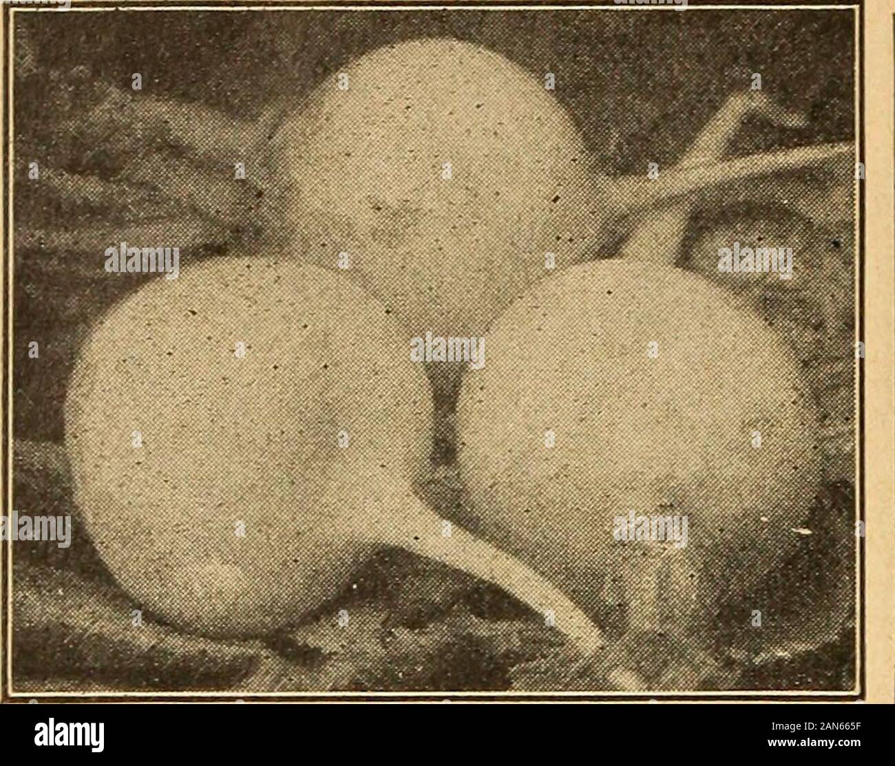 Blanching radish hi-res stock photography and images - Alamy