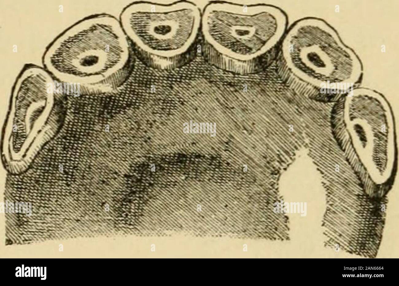 Tushes hi-res stock photography and images - Alamy