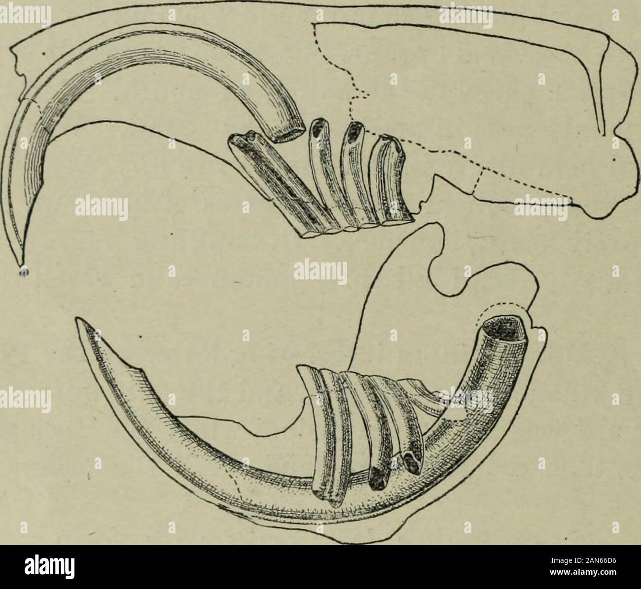 Tooth forms hi-res stock photography and images - Alamy