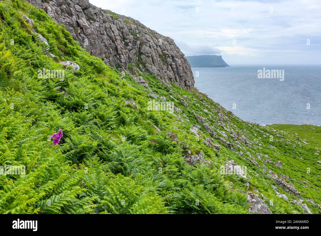 Neist Point Lighthouse, fields, cliffs, and sheep on the Isle of Skye ...