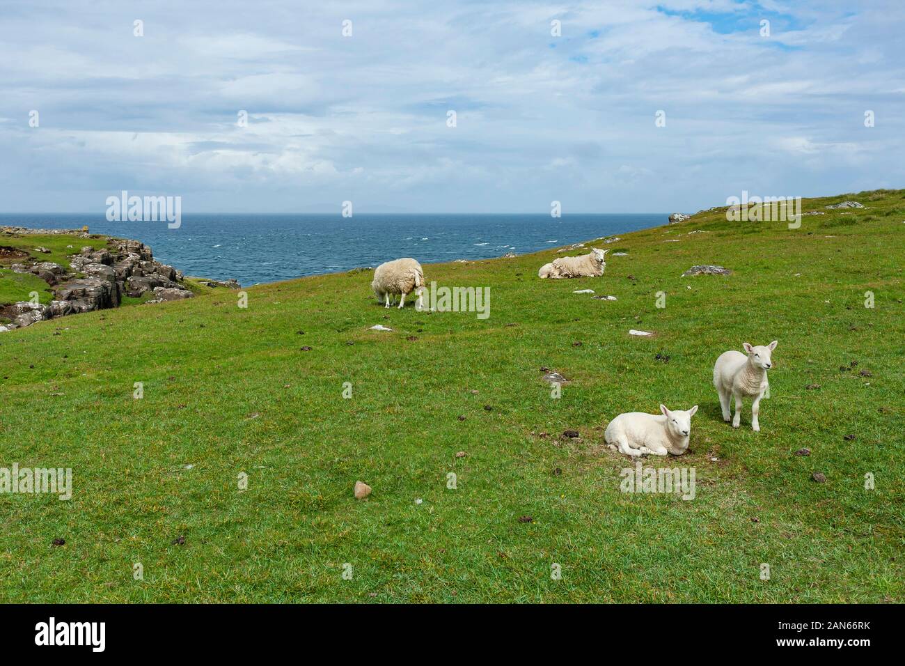 Neist Point Lighthouse, fields, cliffs, and sheep on the Isle of Skye ...